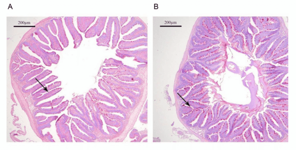 Boosting tilapia performance | Engormix