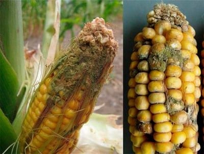 Check Cornfields for Aspergillus Ear Rot | Engormix