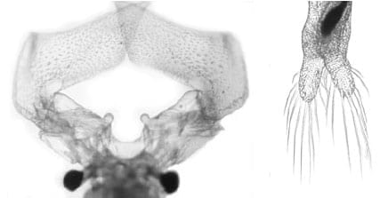 Morphological and biometric characterisation of rare males and sexual ...