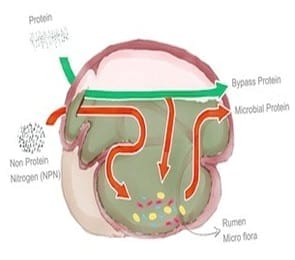 Undegradable Protein in Ruminant Nutrition | Engormix