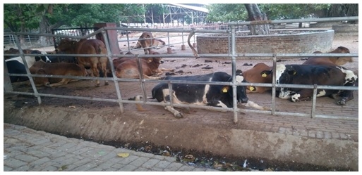 Feeding Behaviour of Dairy Animals | Engormix