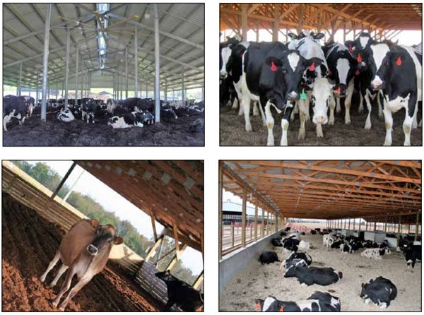 Compost Bedded Pack Barn Design. Features and Management Considerations ...