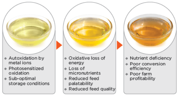 Oxidation of oil and its associated losses in poultry nutrition | Engormix