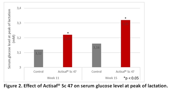 Yeast probiotic Actisaf® Sc 47 boosts milk production in early ...