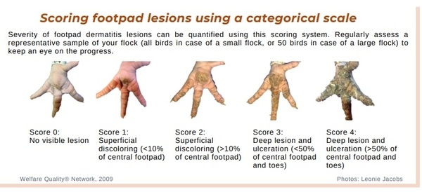 Footpad dermatitis in poultry: a common issue in commercial and ...