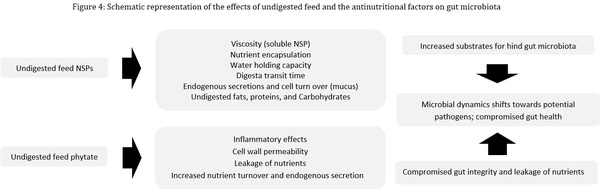 Chicken gut microbiota: a brief understanding of the dynamics and ...