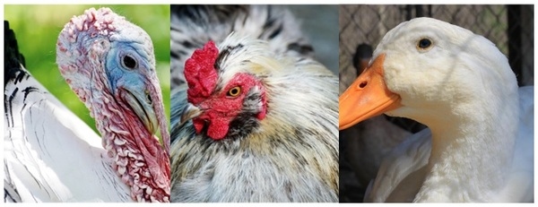 On-farm euthanasia considerations for poultry | Engormix