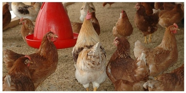 On-farm euthanasia considerations for poultry | Engormix