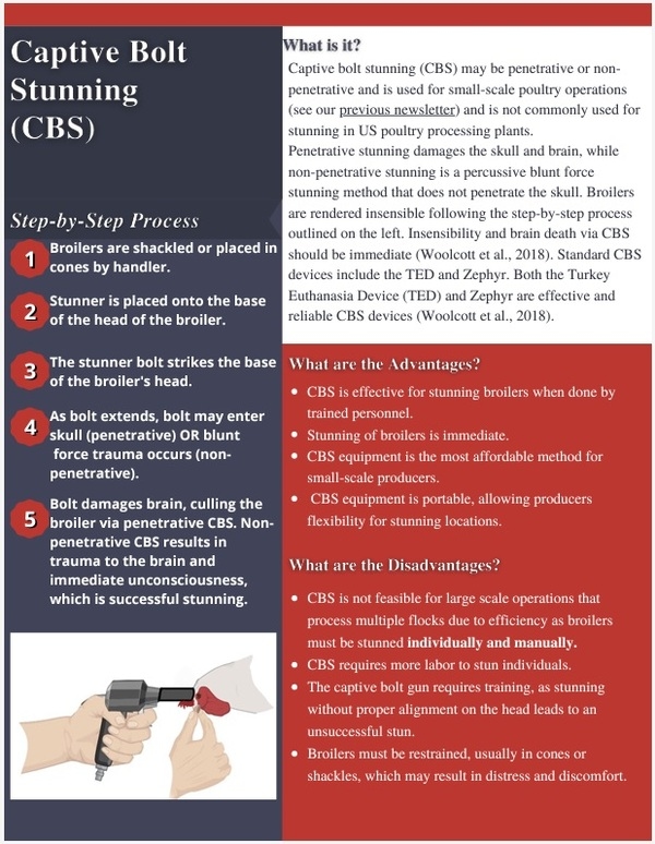 Broiler Chicken Stunning Methods During Slaughter | Engormix