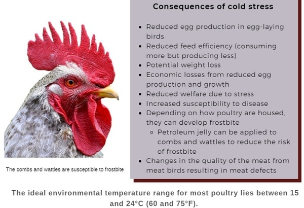 Cold temperatures can have severe consequences for poultry health and ...