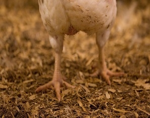 Wet Litter menace in poultry houses and management strategies | Engormix