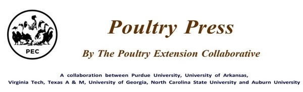 Beak to Toes: Impact, Causes, and Prevention of Toe Pecking in Laying ...