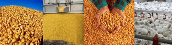 Introduction to Six Sigma and Bell Curve in Feed Formulation | Engormix