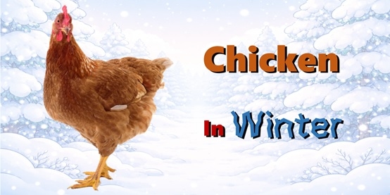 Strategic Care for Chicken in Cold Weather: Combating Poultry Viral ...