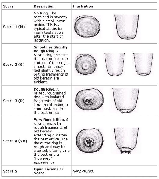 Teat End Condition Matters in dairy cattle | Engormix