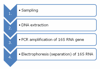 gastrointestinal microflora with new molecular techniques | Engormix