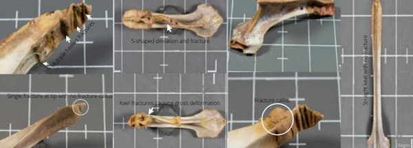 Keel Bone Fractures in Laying Hens | Engormix