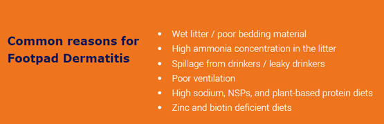 Adverse links between wet poultry litter, footpad dermatitis and common ...