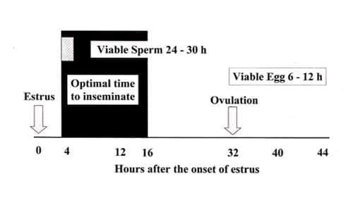 Cattle Artificial Insemination | Engormix