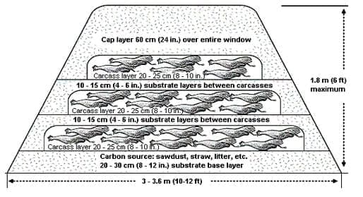 Windrow Composting of Poultry Carcasses | Engormix