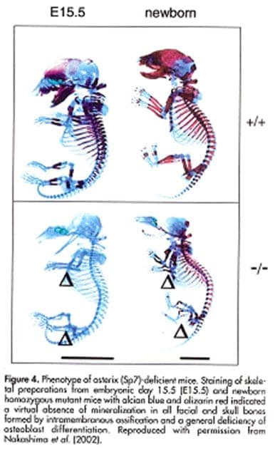 The Importance of Zinc in Animal Health | Engormix