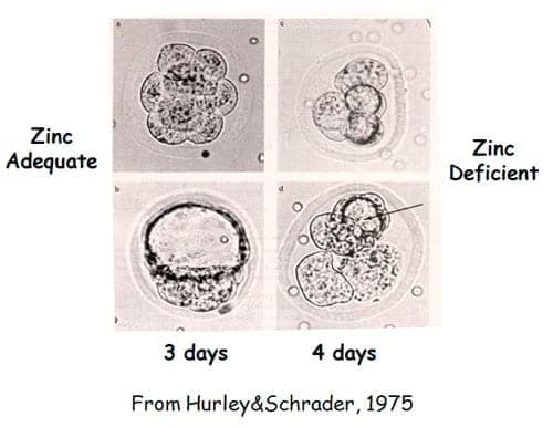 The Importance of Zinc in Animal Health | Engormix