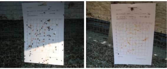 "Look Beyond Chemicals": An alternative Approach to Control Fly ...
