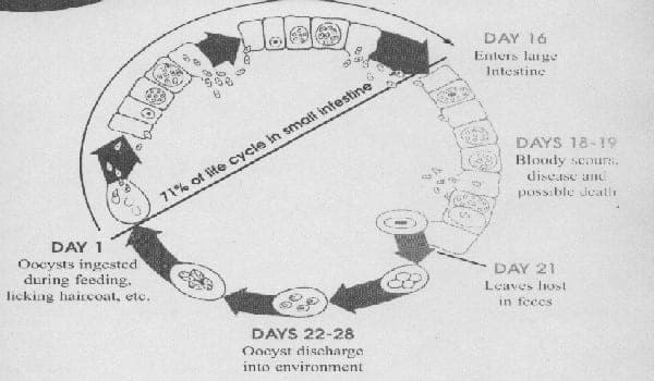 Preventing Coccidiosis & Cryptosporidiosis In Beef & Dairy Cattle ...
