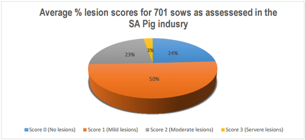 Sow lameness overview in the South African pig industry | Engormix