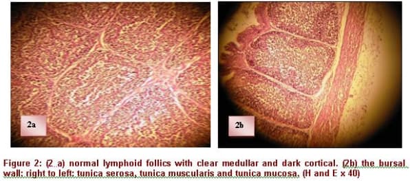 Diagnosis of chicken Gumboro disease by histopathological study of the ...