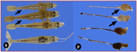 Functionary Properties of Hepatopancreas in Shrimp & Its Protection for ...