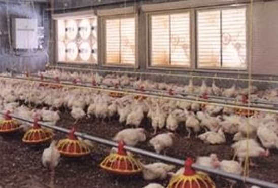 Poultry House Ventilation | Engormix