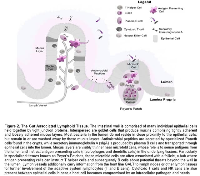 The Immune System – A Military Force | Engormix