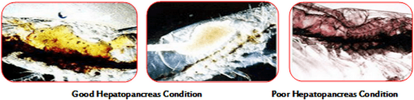 Functionary Properties of Hepatopancreas in Shrimp & Its Protection for ...