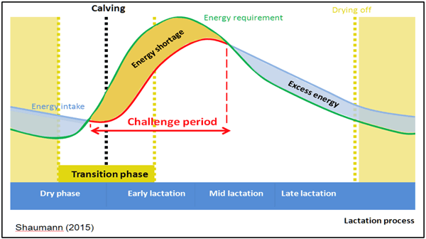 Balancing Fat Nutrition to Optimise Transition Cow Performance | Engormix