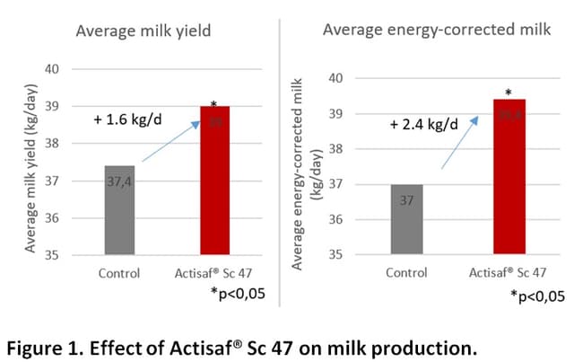 Yeast probiotic Actisaf® Sc 47 boosts milk production in early ...