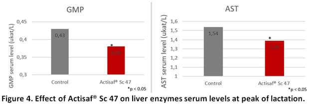 Yeast probiotic Actisaf® Sc 47 boosts milk production in early ...