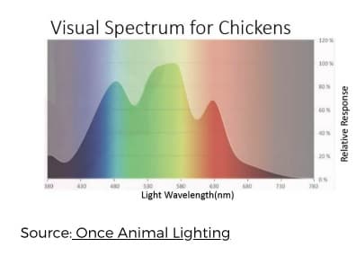 A bird's eye view: the chicken visual system | Engormix