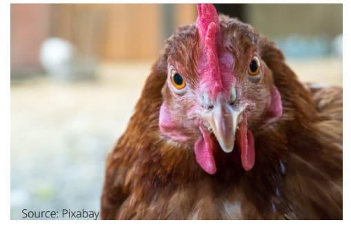 A bird's eye view: the chicken visual system | Engormix
