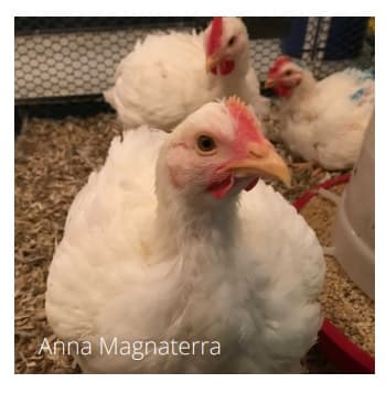 A bird's eye view: the chicken visual system | Engormix