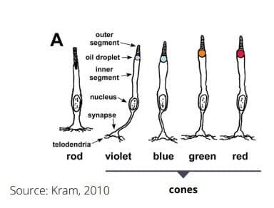 A bird's eye view: the chicken visual system | Engormix