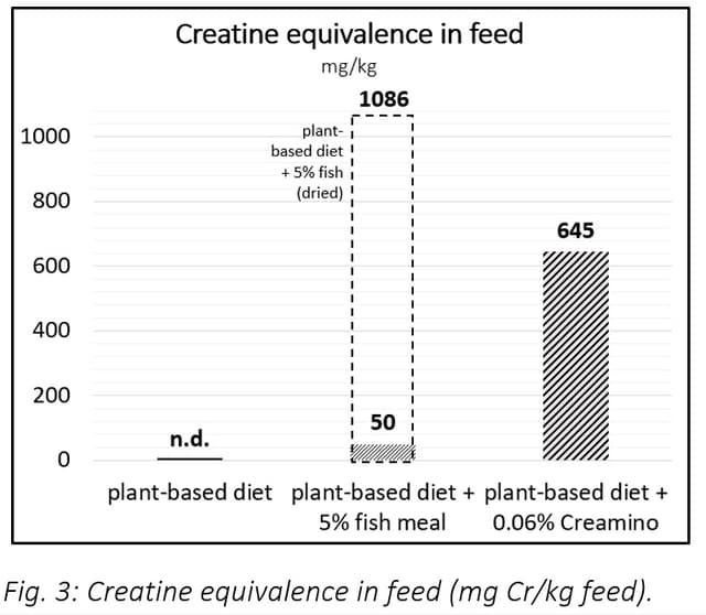 Improving poultry health – does creatine offer new possibilities ...