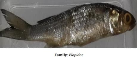 Catalogue of Some Saltwater and Freshwater Fish Species of the Niger ...