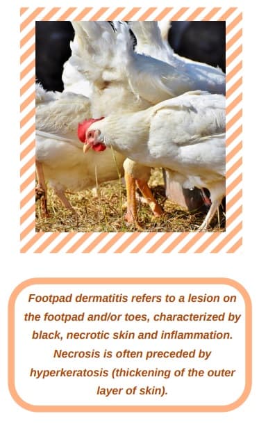 Footpad dermatitis in poultry: a common issue in commercial and ...