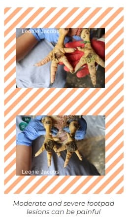 Footpad dermatitis in poultry: a common issue in commercial and ...