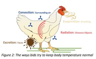 Managing heat stress in poultry: A strategic approach | Engormix