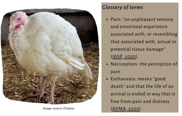 Maintaining Poultry Welfare: Identifying Pain and Deciding about ...