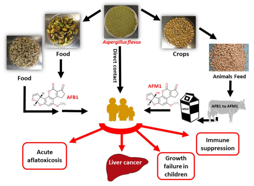 Controlling aflatoxin contamination and propagation of Aspergillus ...
