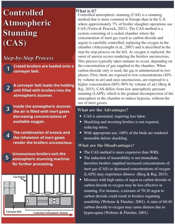 Broiler Chicken Stunning Methods During Slaughter | Engormix