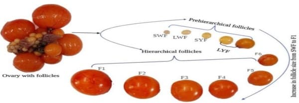 Folliculogenesis in Poultry | Engormix